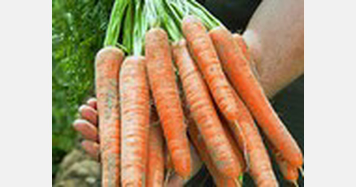 July opening of carrot season