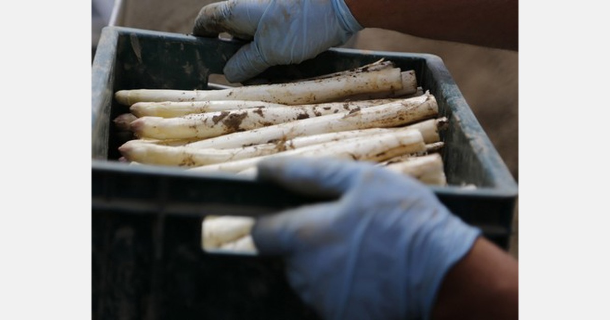 End of a difficult asparagus season