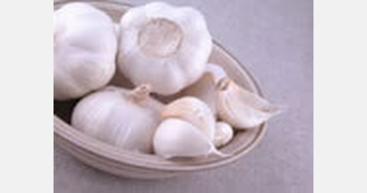 Upcoming Swiss garlic