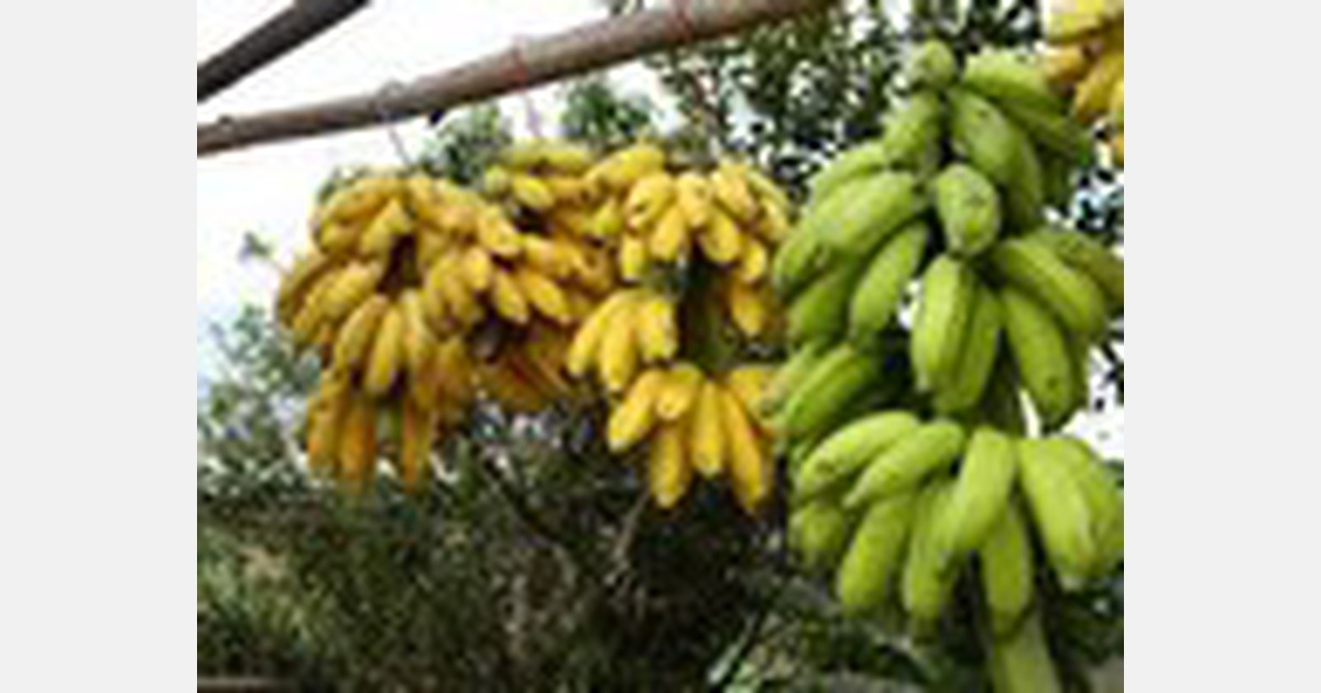 Rewe: Improving living conditions and supporting the environment by ...