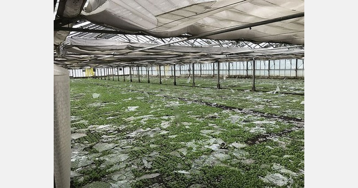 Germany: Hail ravages vegetable farms