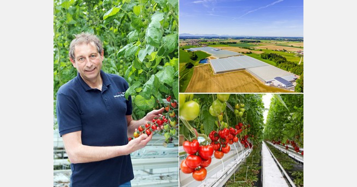 ‘Acreage of Strabena tomato doubled’