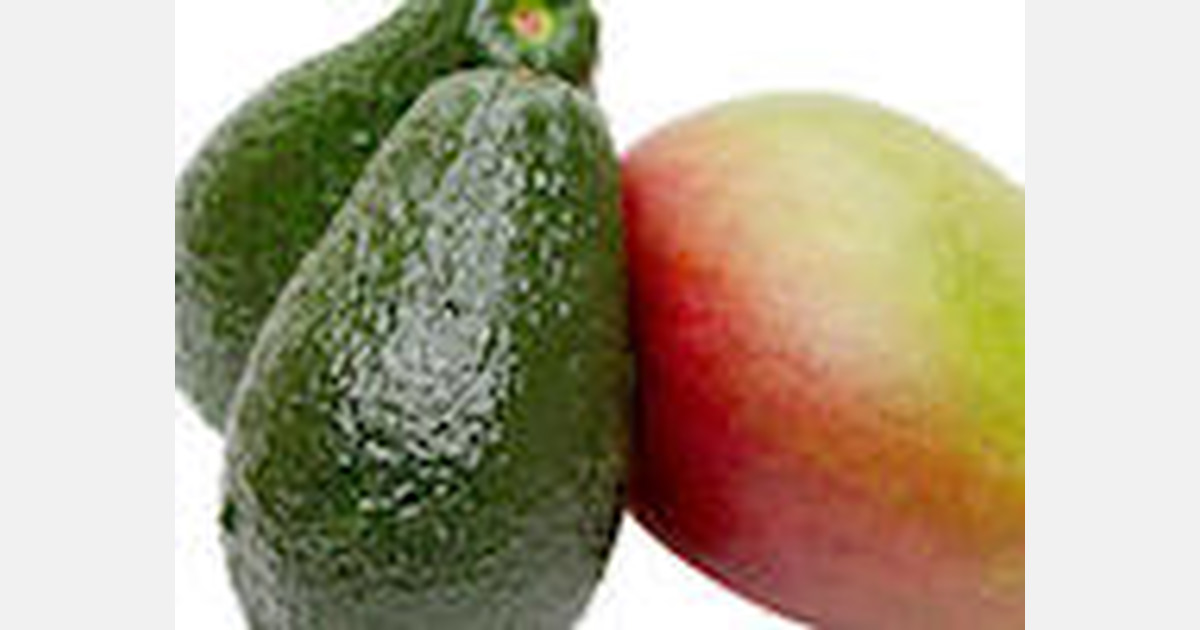 Peru exported more avos and mangoes in first eight months than in all ...