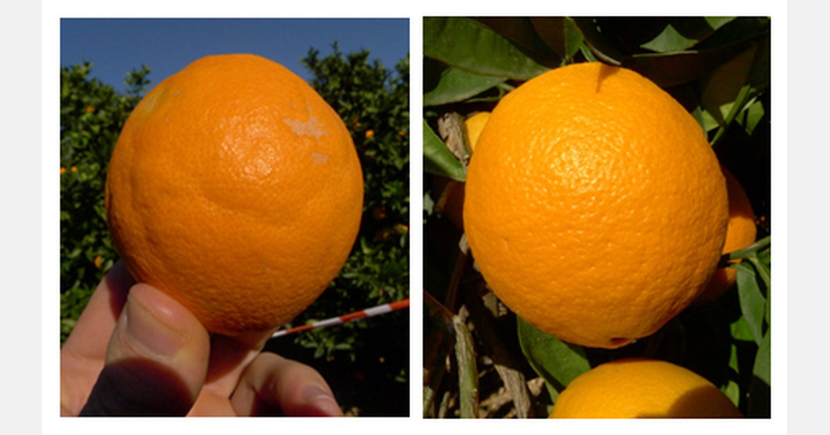 How to prevent the appearance of 'creasing' in Navel oranges