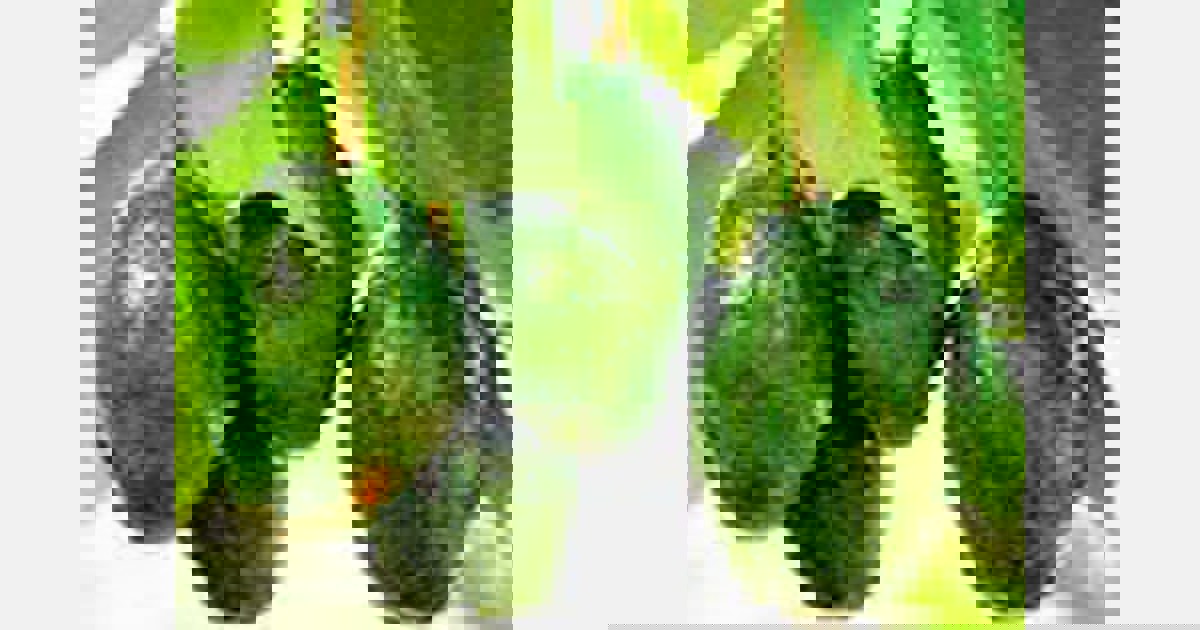 Costa Rica: Avocado producers and Government prepare National Avocado Plan