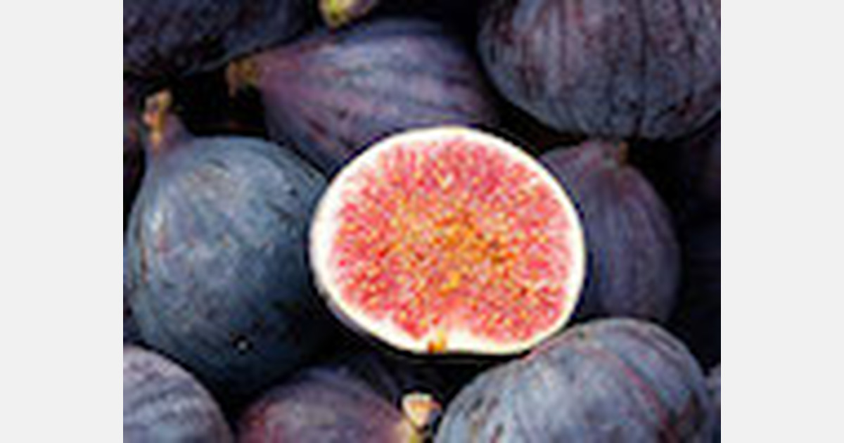 Mexico: Agronomist looks for new fig production techniques