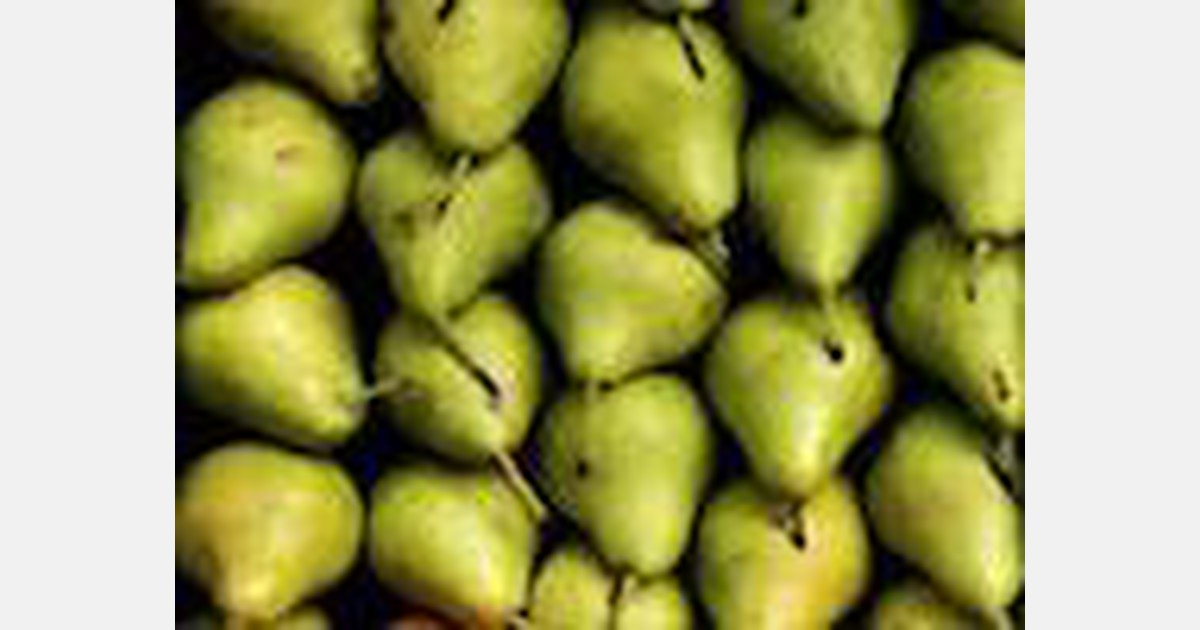 Chilean pears continue the process for entry into China