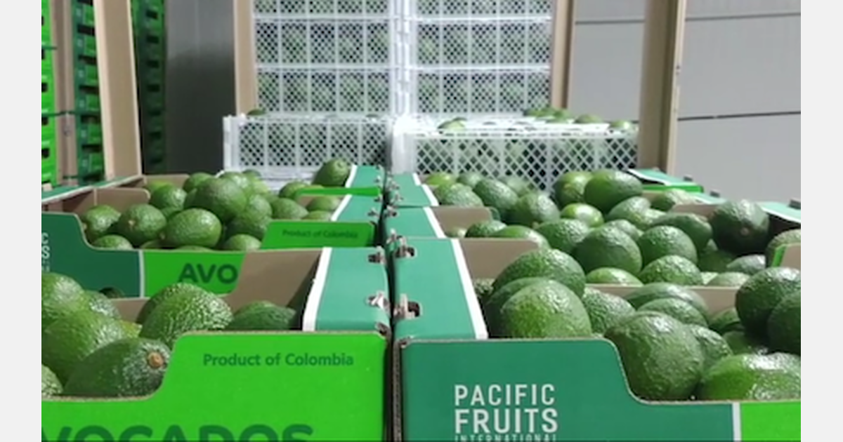 Colombia: 100 tons of Hass avocados for the US Super Bowl