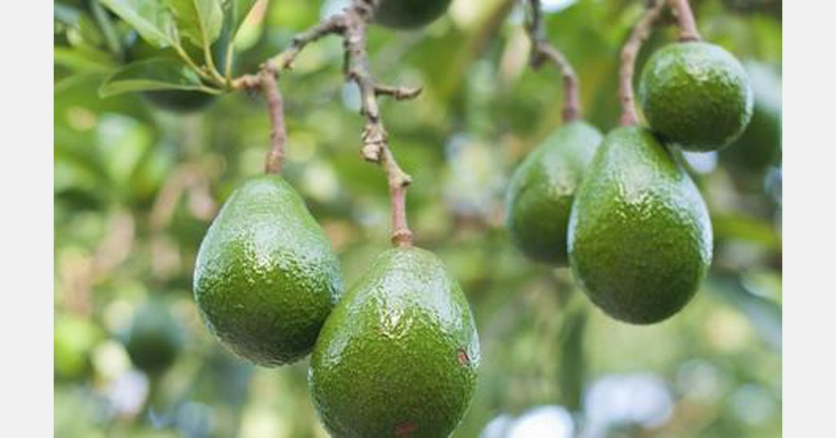 Peru must develop new markets for avocados and stop relying on the EU ...