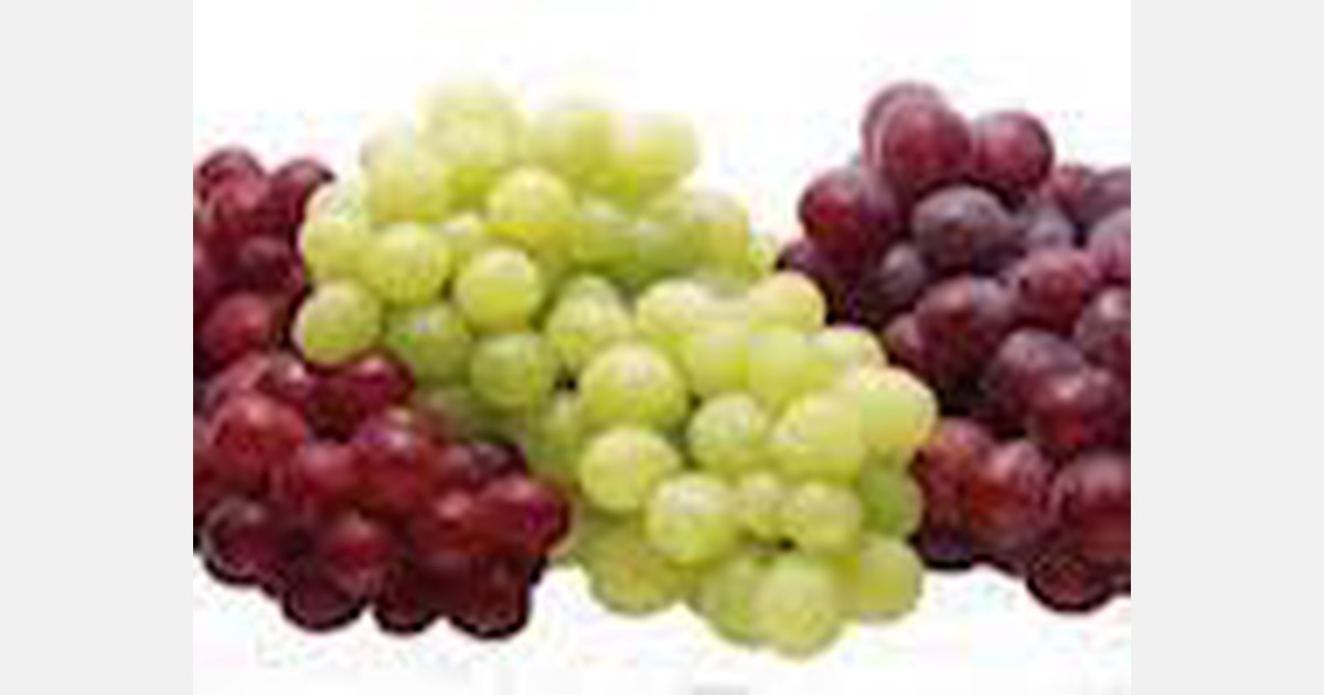 Chile: Nanotechnology to combat grape moth