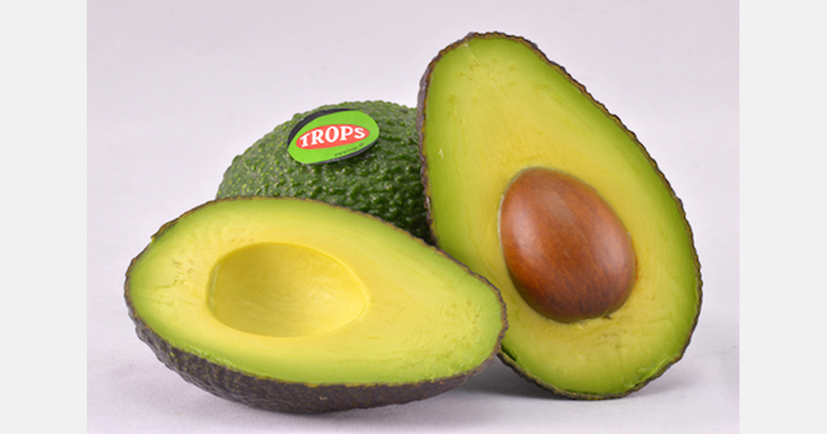 Trops completes first shipment of Spanish Hass avocados to the US