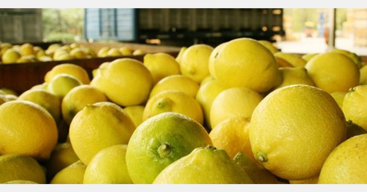 Ambitious project for Spanish lemon and grapefruit