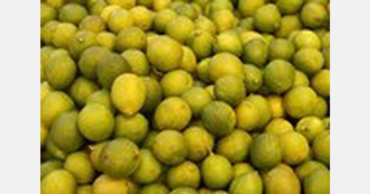 Lemons are scarce in Mexico