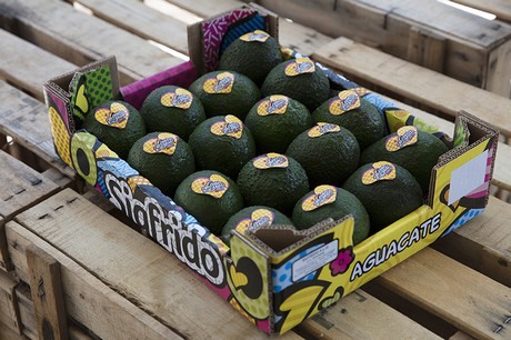 Spanish avocado harvest kicks off