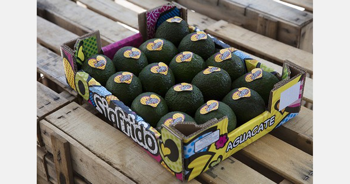 Spanish avocado harvest kicks off