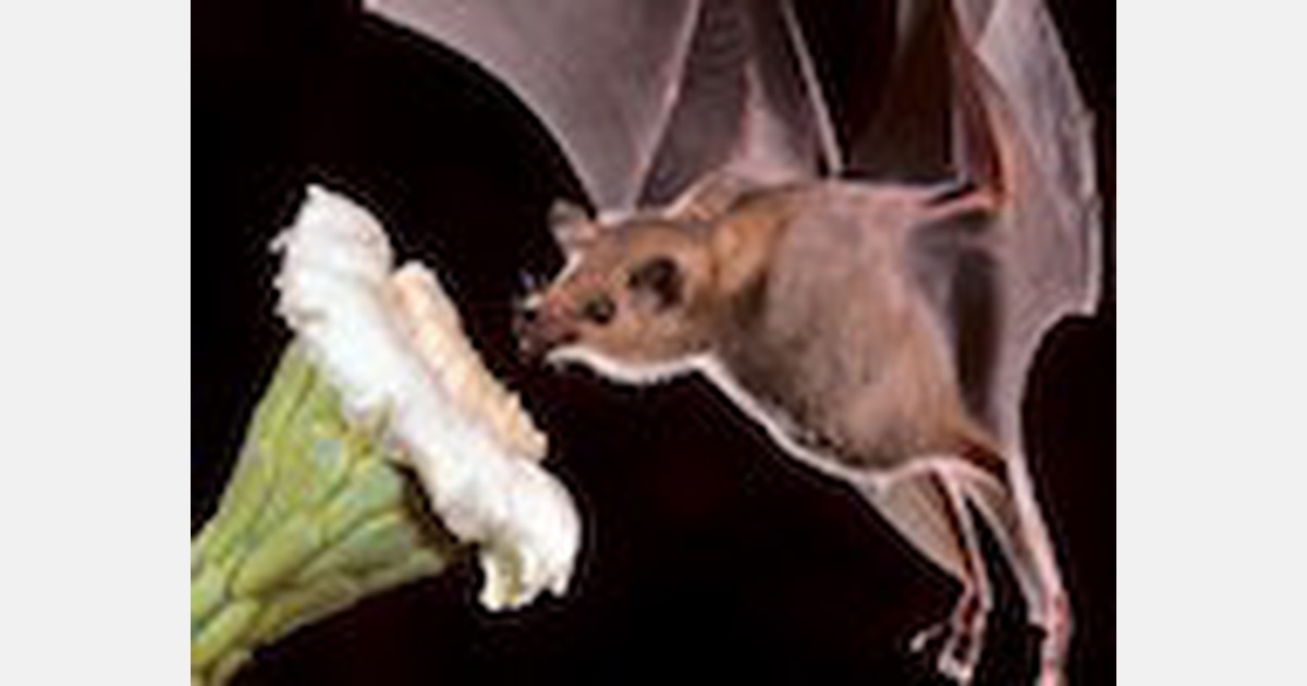 Bats help pollination