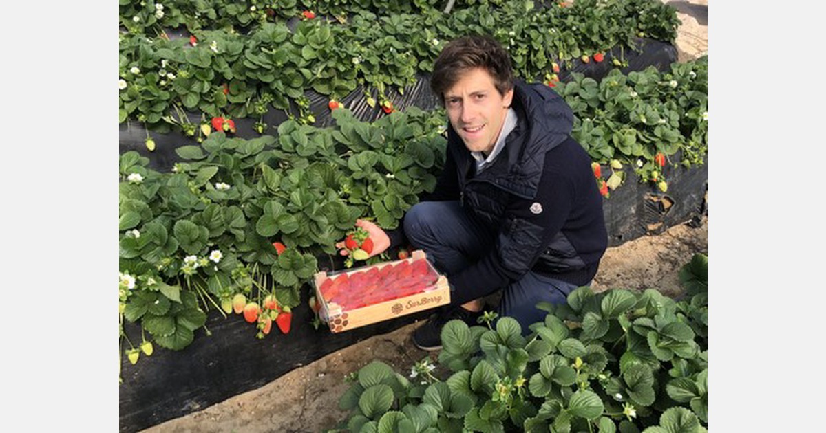 Spain: "The berry market needs to be regulated"