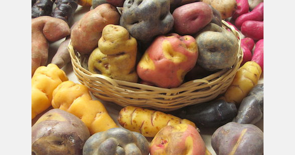 Peru's National Potato Day rescues the country's native varieties
