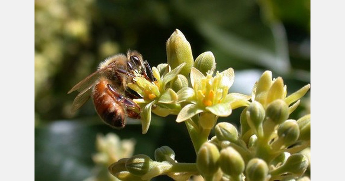 Research on avocado flower pollination carried out in Malaga