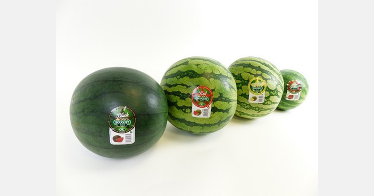 European consumers demand melons and watermelons with a high Brix