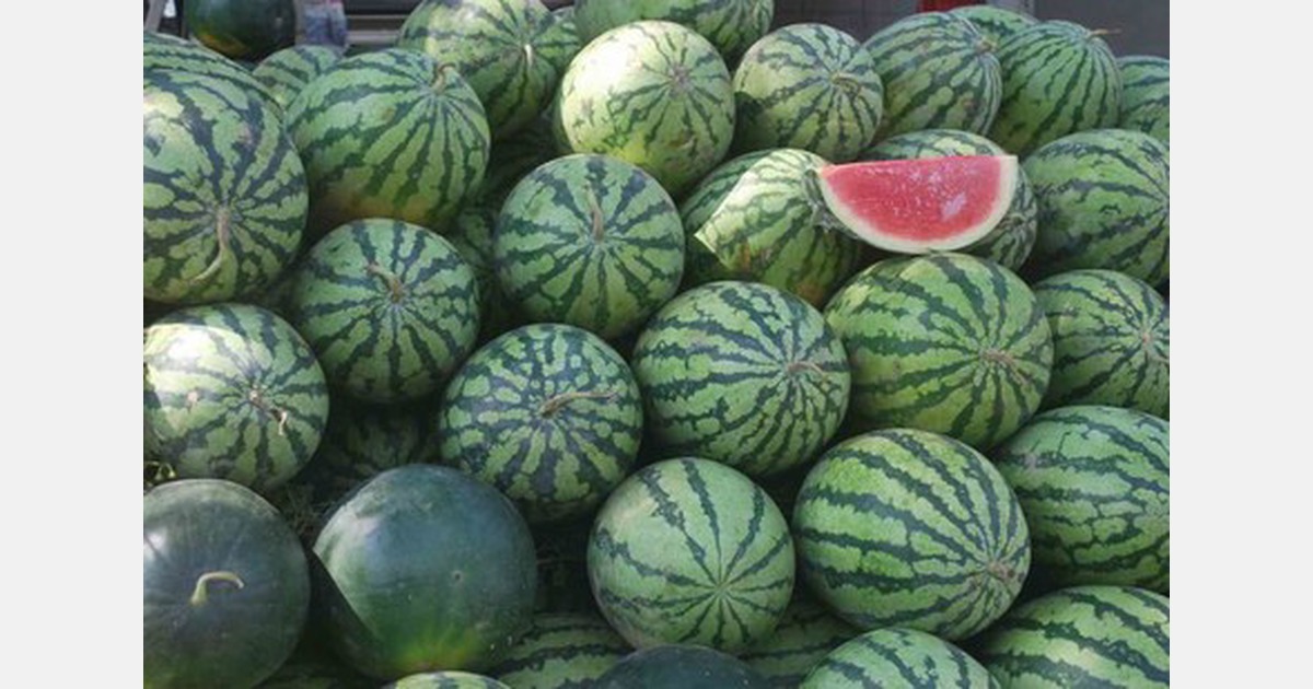 Moroccan watermelon exports grow by 300%
