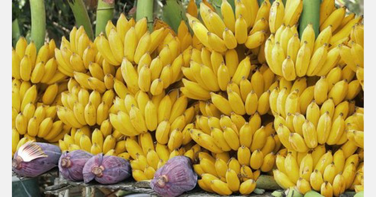 Russia is the largest buyer of Ecuadorian bananas