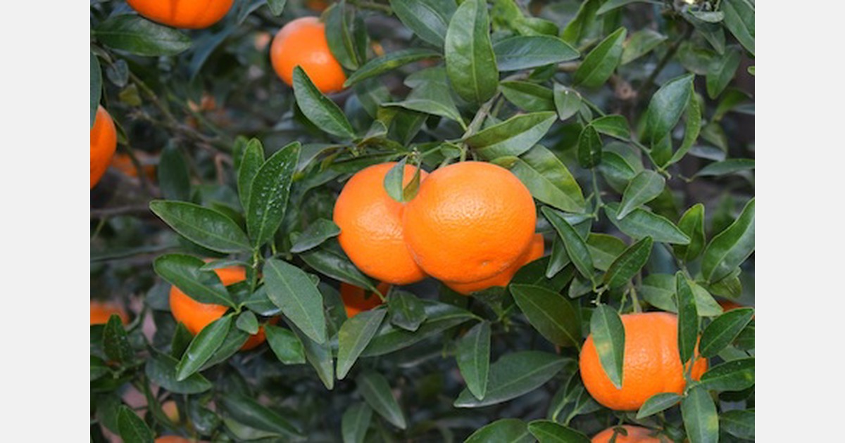 Producers to create committee for the promotion of the Spring Sunshine ...