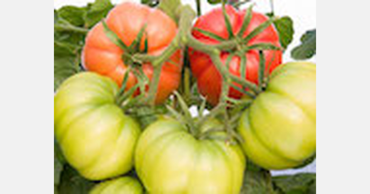 Spain: Monterosa Tomato Collection, the same tomato with three ...