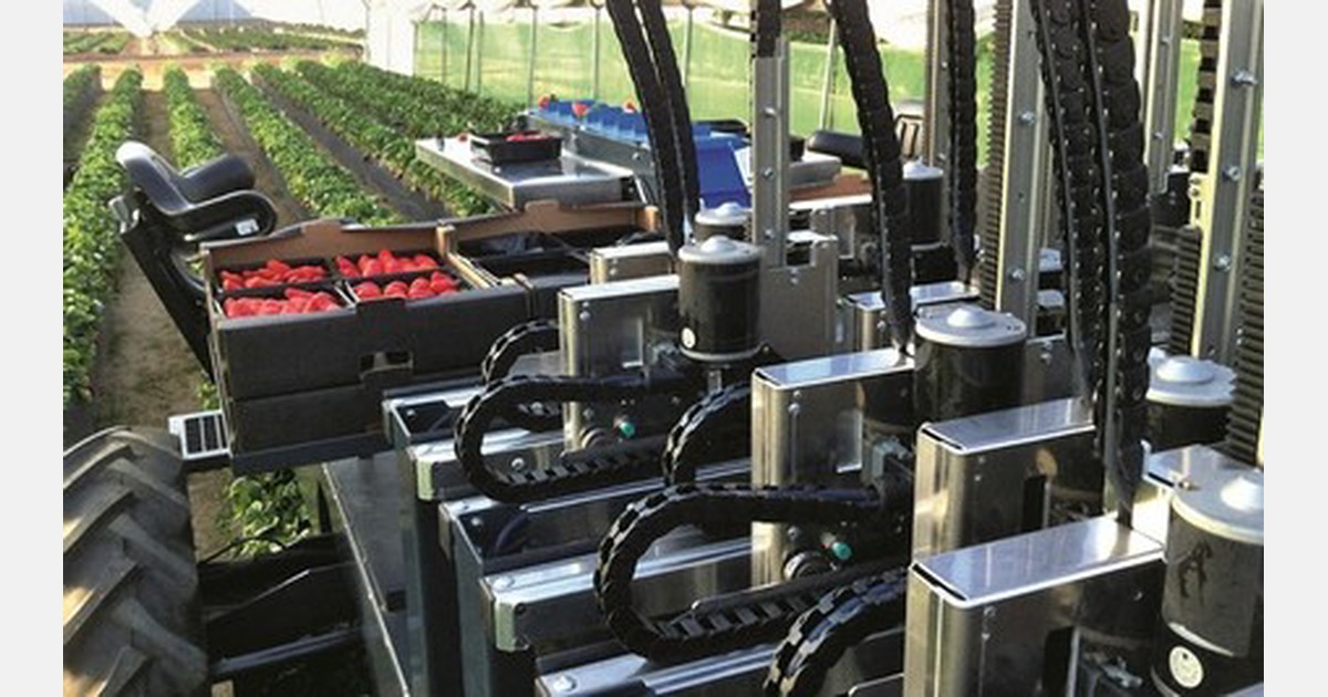 Spanish robots harvesting strawberries in California