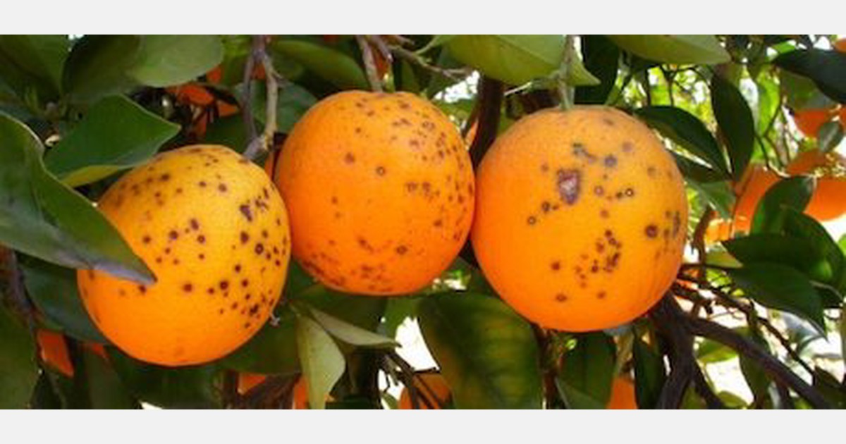 Tunisia confirms the presence of the fungus that causes black spot