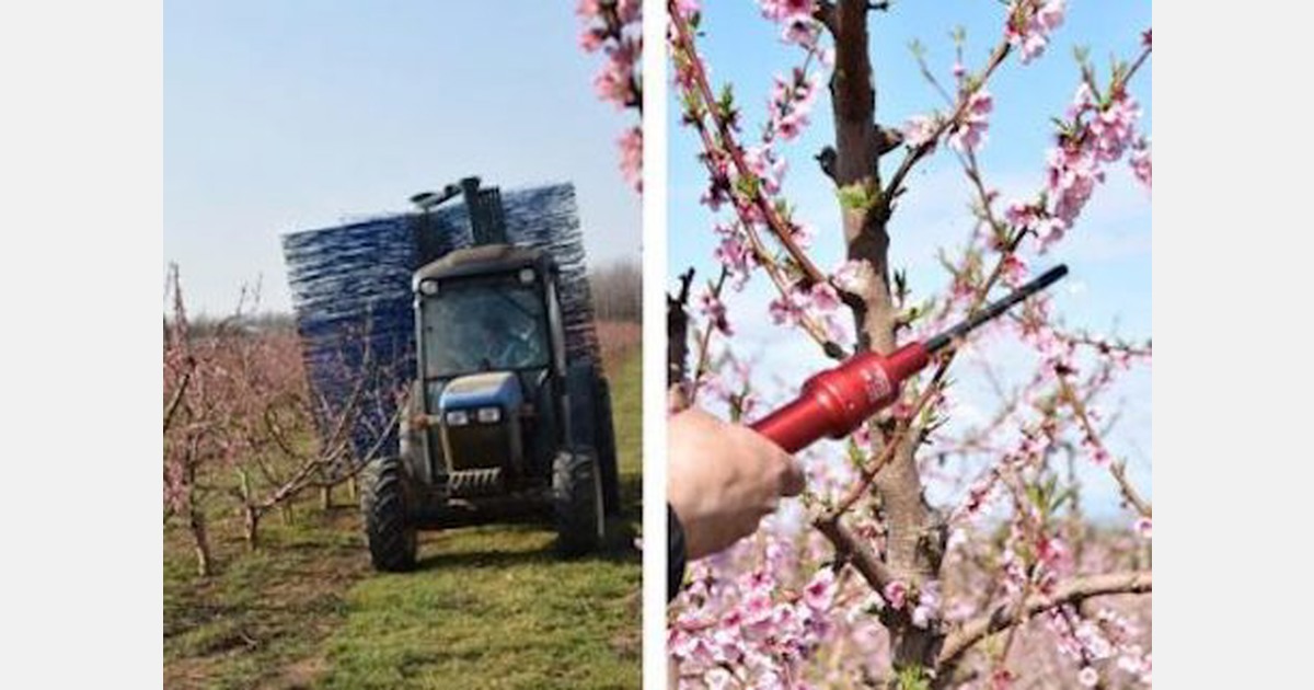 Mechanical peach thinning, a good alternative to reduce costs