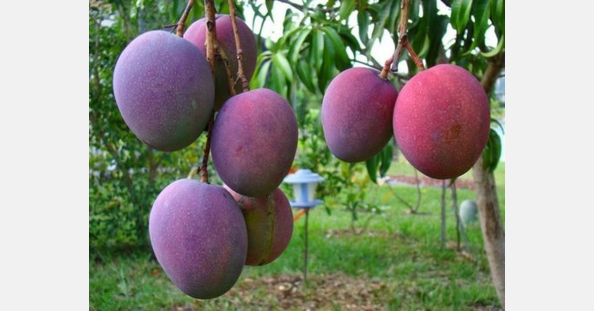 Mexican mangoes from Sonora have good performance and quality