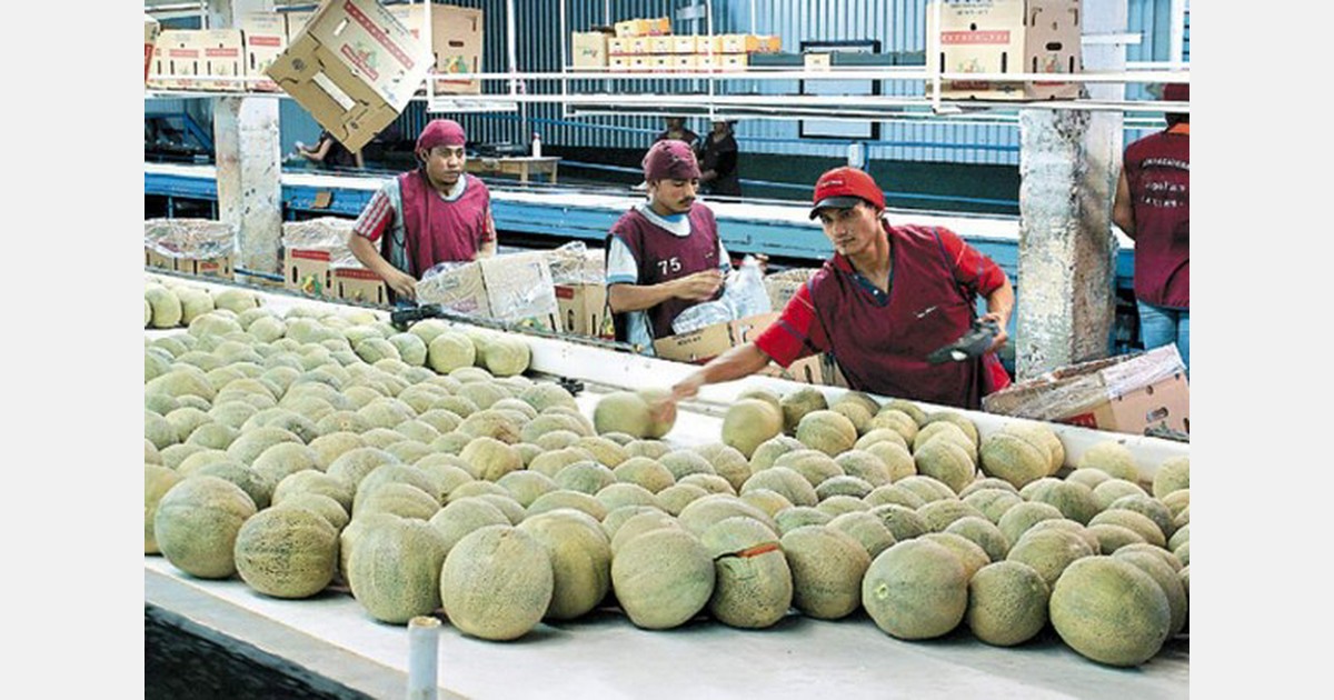 Honduran producers commit to sustainability in melon production
