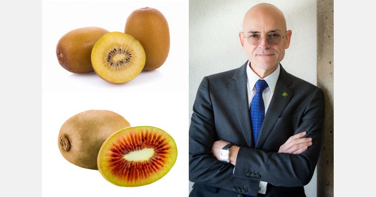 "New KIBI Gold and Red KIBI varieties have a future in the Iberian ...