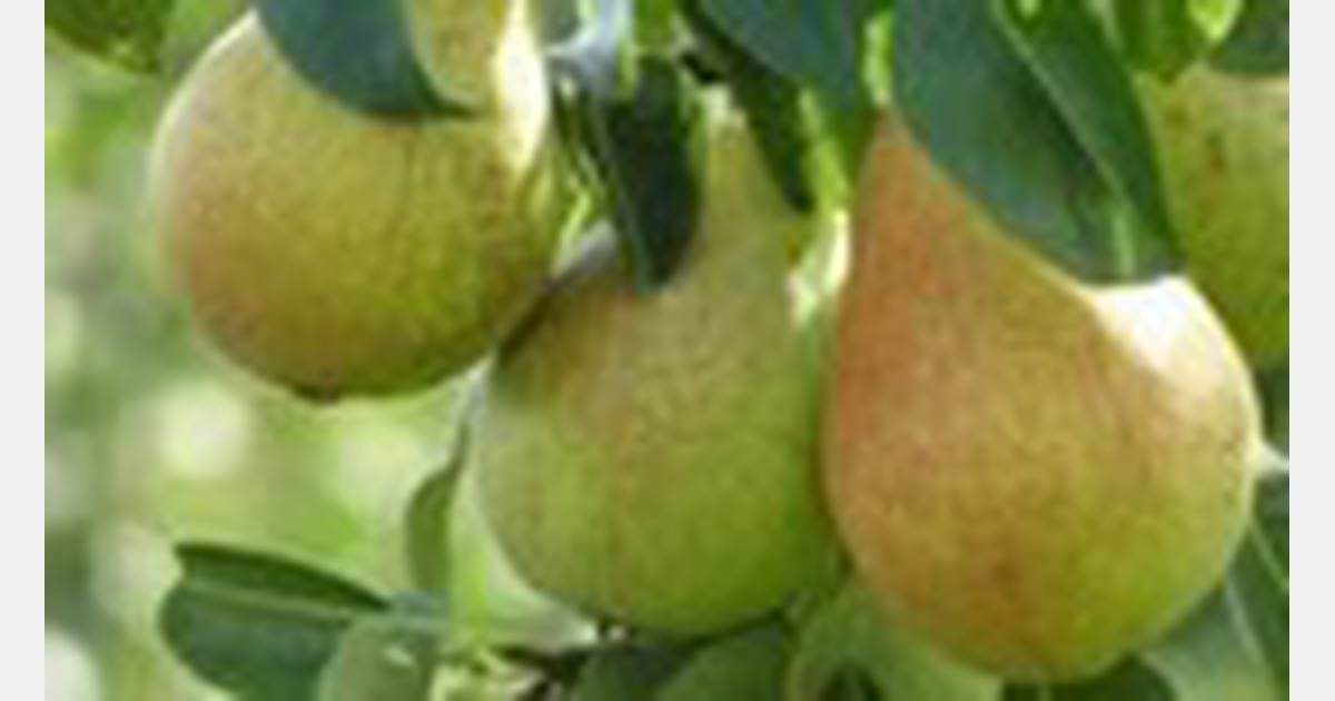 Rio Negro sends its first container of Argentine pears to Peru