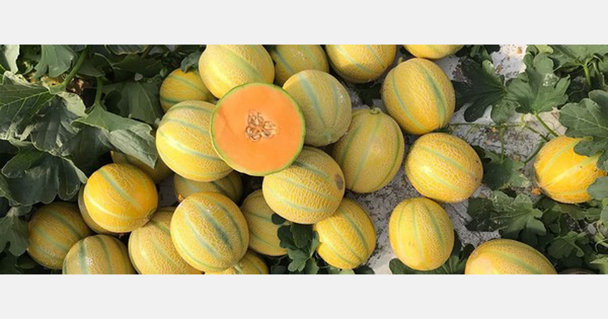 Chinese researchers decipher the genome of 1,175 varieties of melon