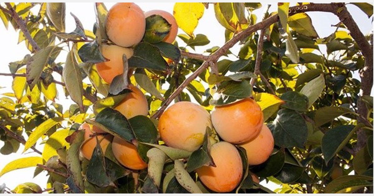 Andalusian Sharoni Persimmon, waiting to make its great leap to China