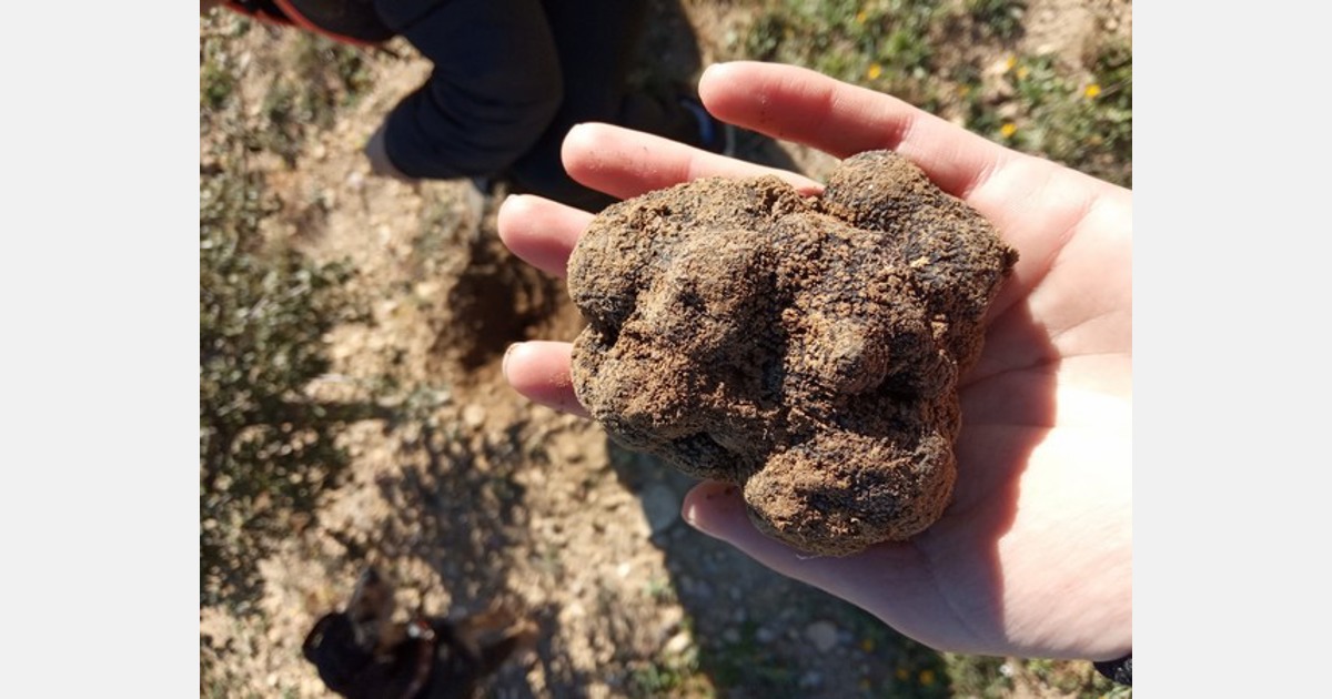 Spain is the world's largest truffle producer