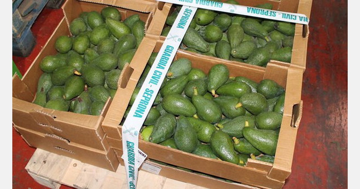 Avocados are highly coveted by thieves in Spain