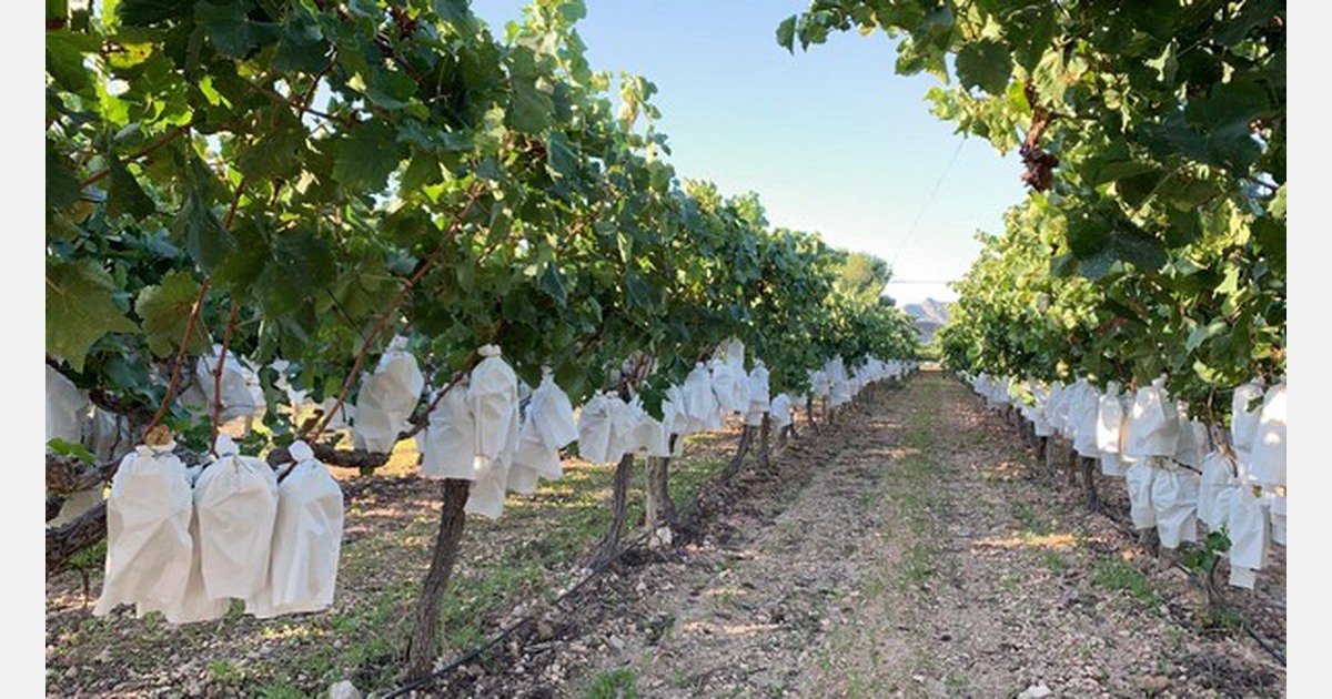 "Table grapes: the consumer pays for varietal trends"