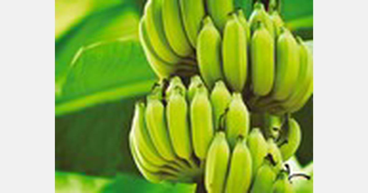 Peruvian banana exports exceed $137 million dollars in 2019
