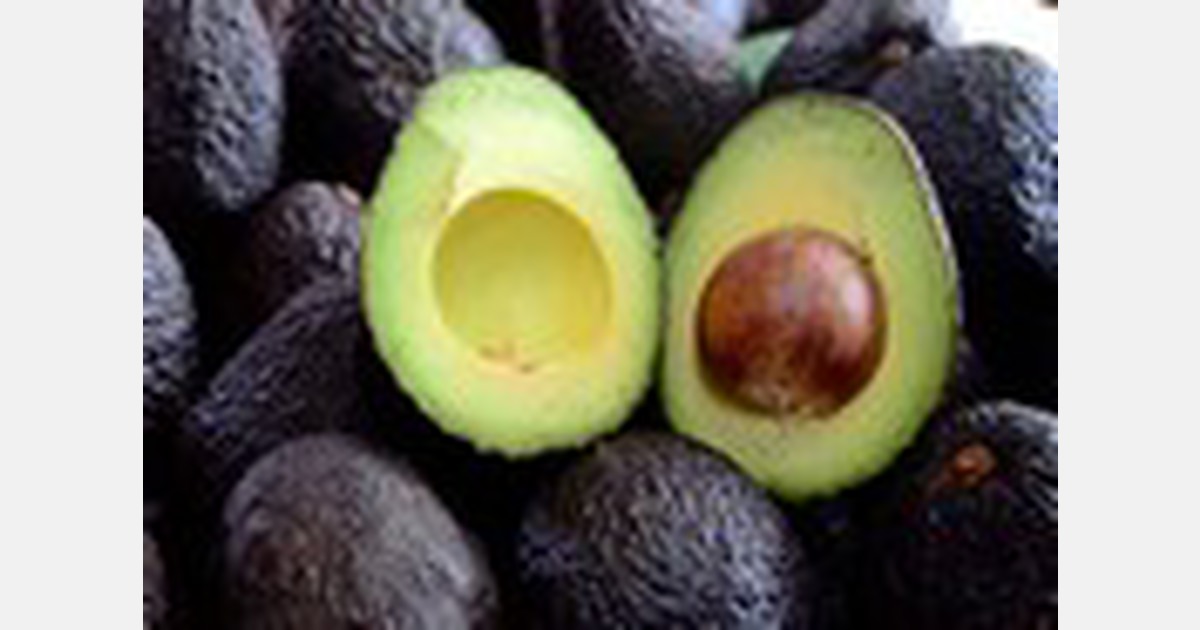 Costa Rica strengthens its avocado sector with its National Avocado Plan