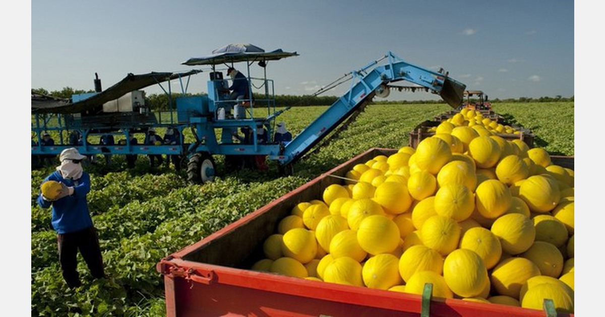 China authorizes Brazilian melon imports