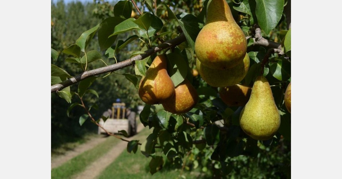 China breaks into the Brazilian pear market