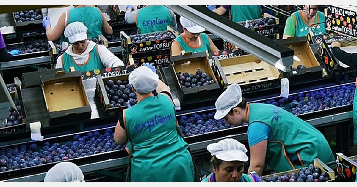 Smaller plum production expected in Extremadura