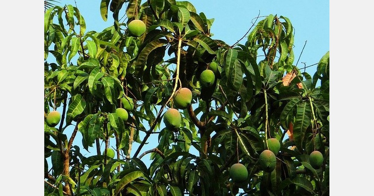 Pandemic has impact on mango marketing in Mexican state of Guerrero