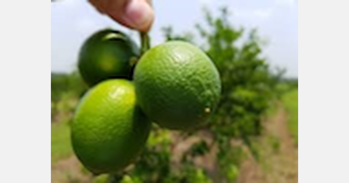 Slow flow in Mexican lemon sales after the emergence of the coronavirus