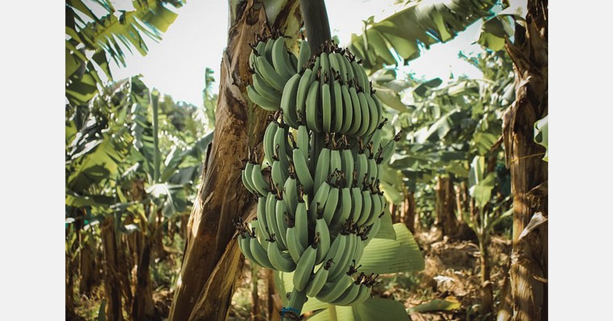 Peruvian organic banana exports continue despite the pandemic