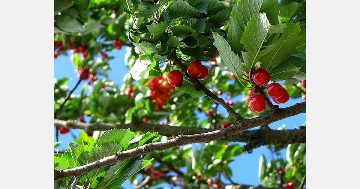 The EC modifies the regulation on MRLs after dimethoate was banned for ...