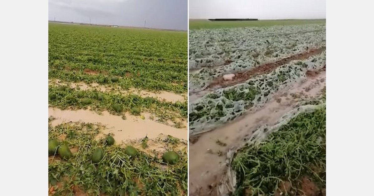 Severe damage on melon crops caused by hailstorm in Murcia